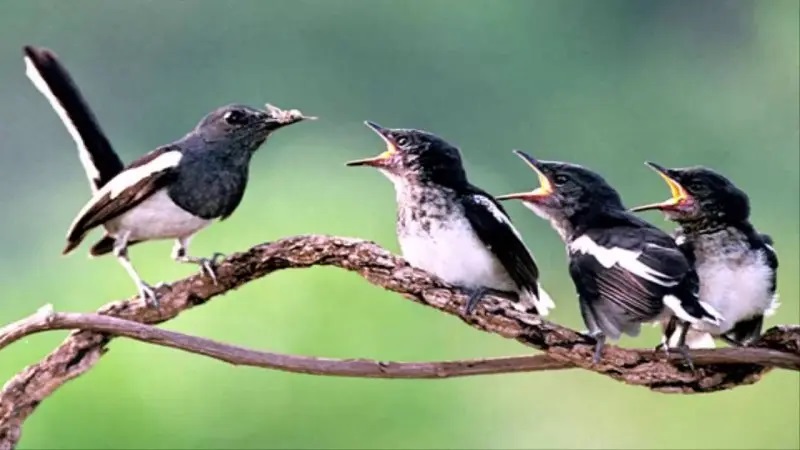 Chim chích chòe đặc điểm, cách nuôi và cách chăm sóc cần biết ...