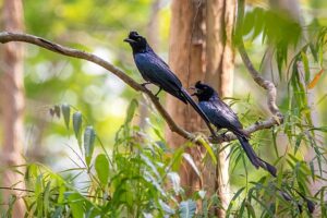 Chim Chèo bẻo đặc điểm ngoại hình và tập tính săn mồi - chimcanh.org