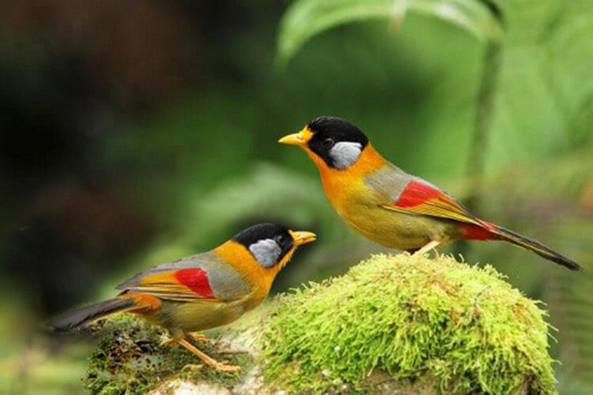 Bí quyết dùng chim Ngũ Sắc mái kích trống hót sung - chimcanh.org