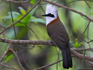 Giải mã bí ẩn chim Dodo – Loài chim huyền thoại đã biến mất - chimcanh.org